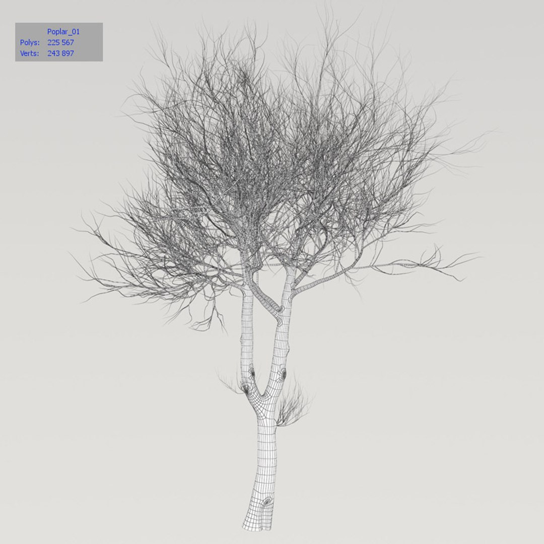 Poplar Tree 3D - TurboSquid 1151267