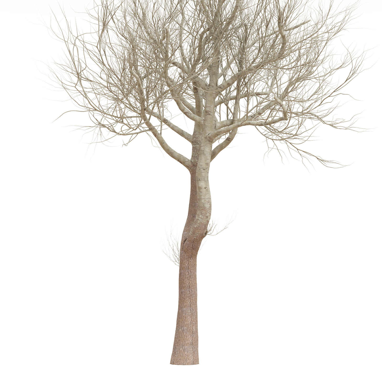 Poplar tree 3D - TurboSquid 1151267