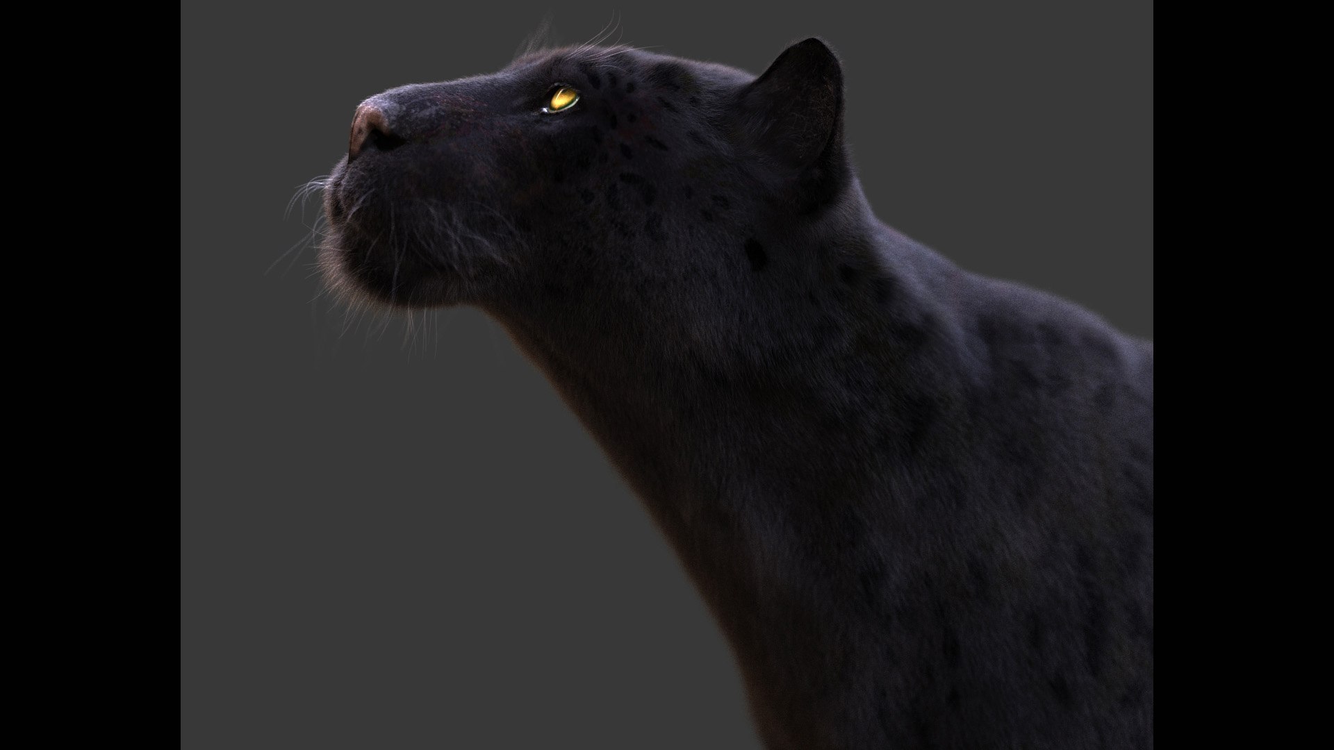 3D BLACK JAGUAR RIG XGEN-CORE Model - TurboSquid 1735315