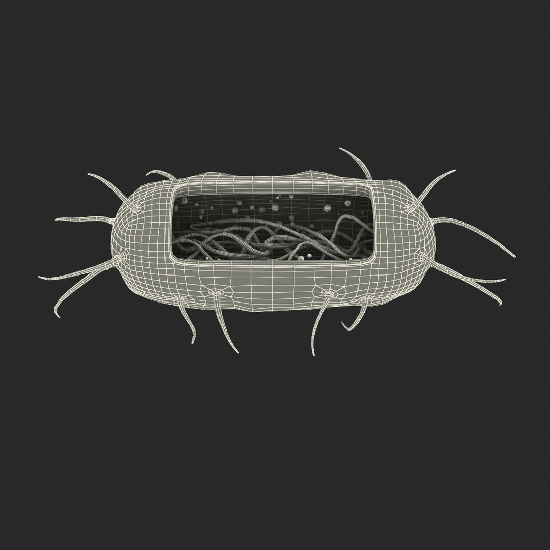 3d Bacillus