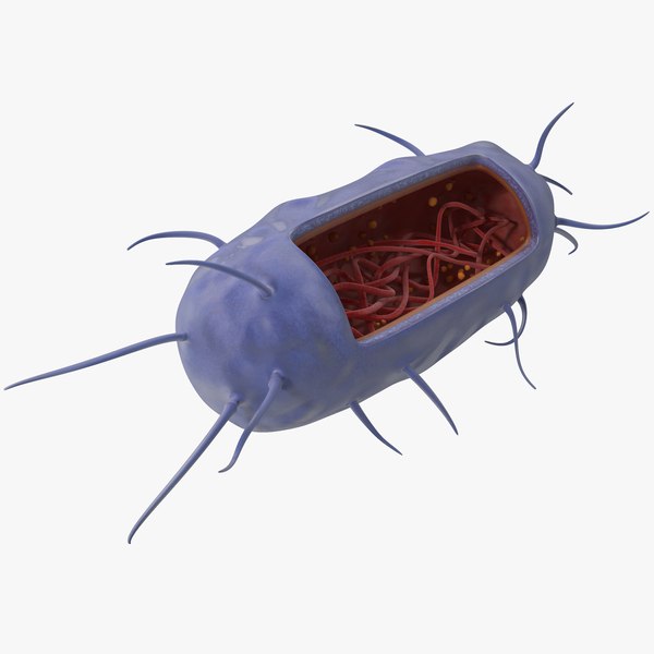 Bacillus 3D Models for Download | TurboSquid