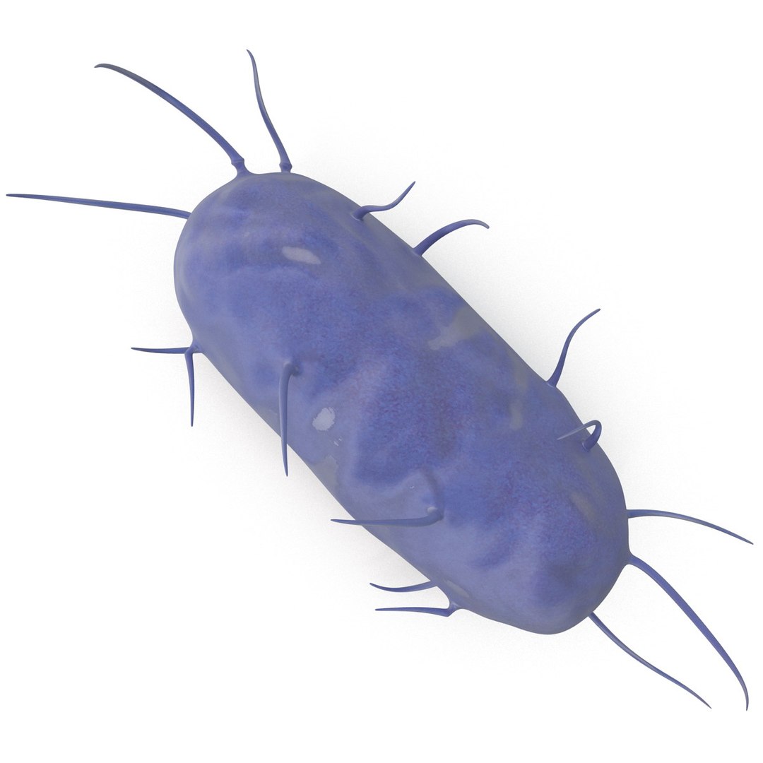 3d bacillus