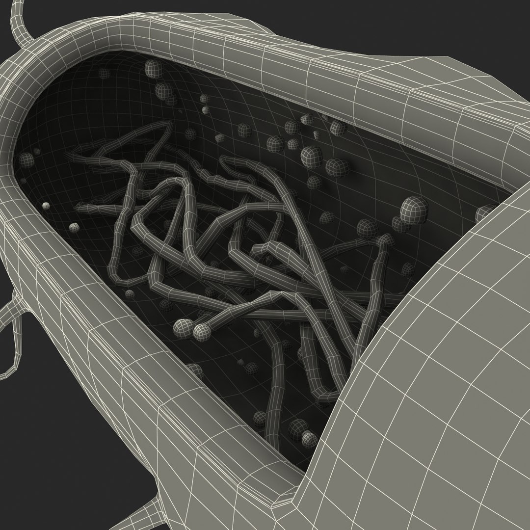 3d bacillus