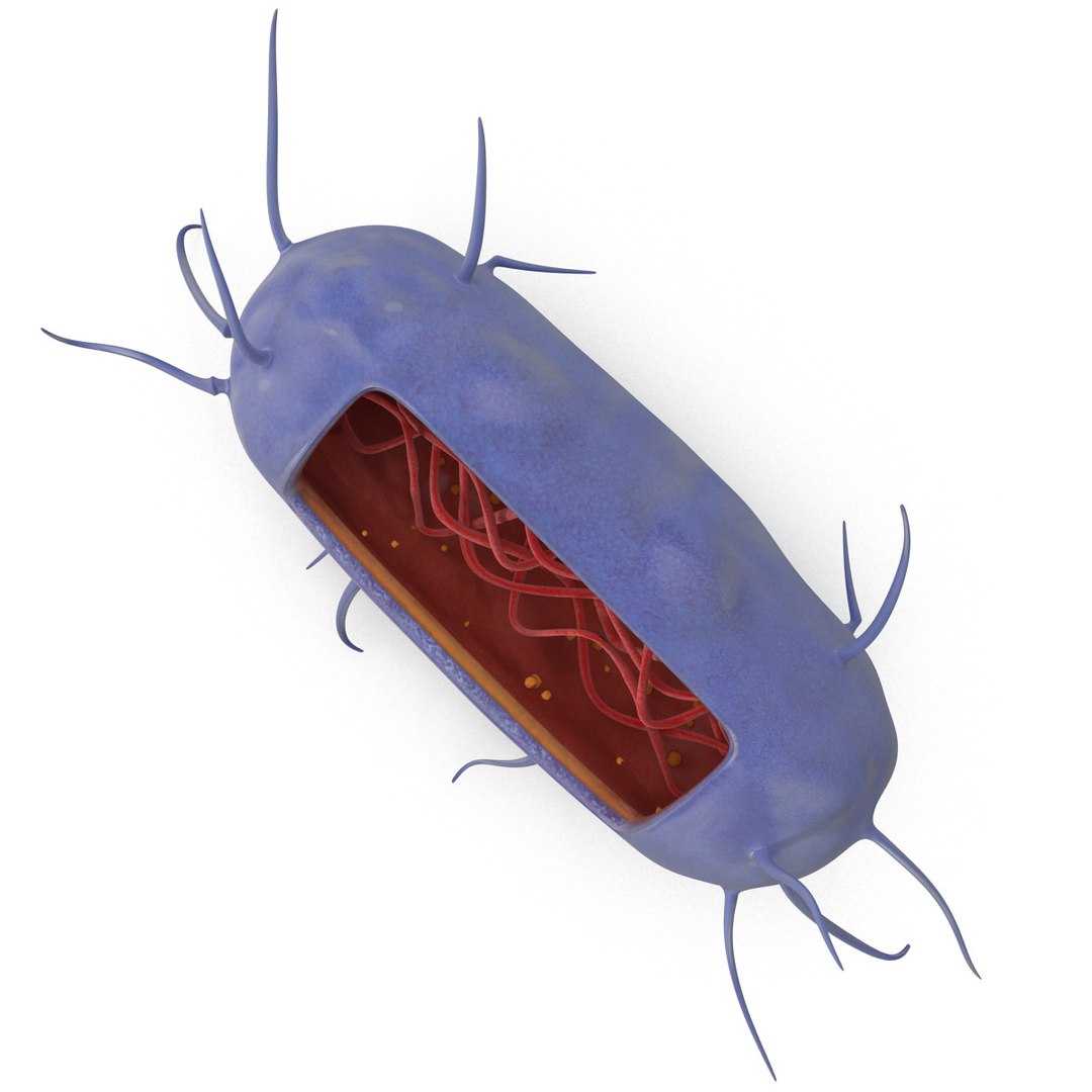 3d bacillus