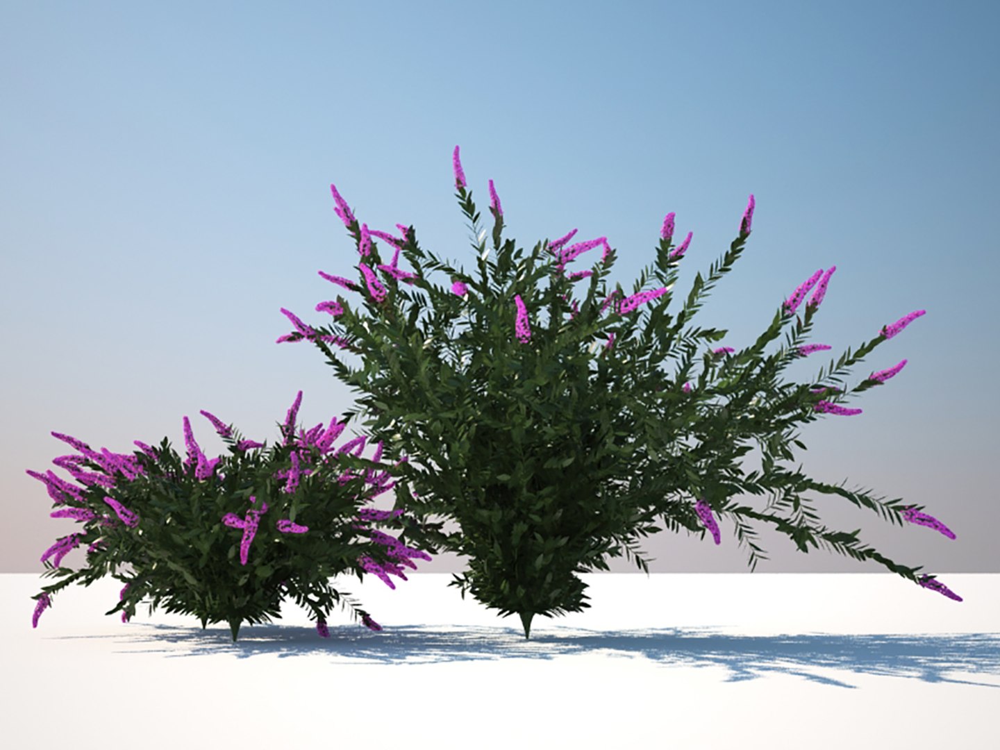 3dsmax buddlejia davidii