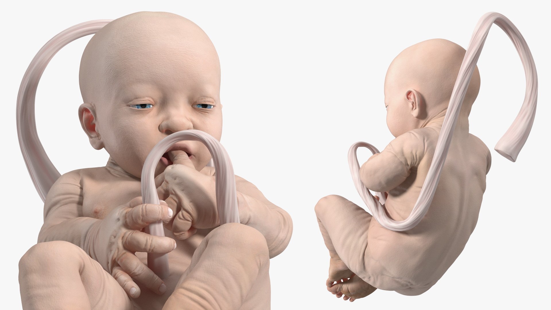 Human Artificial Womb With Child White Model - TurboSquid 2136811