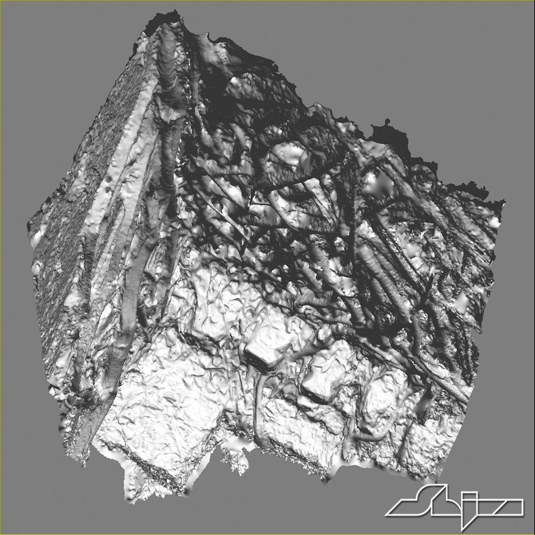 Max Banyan Roots Wall Scan