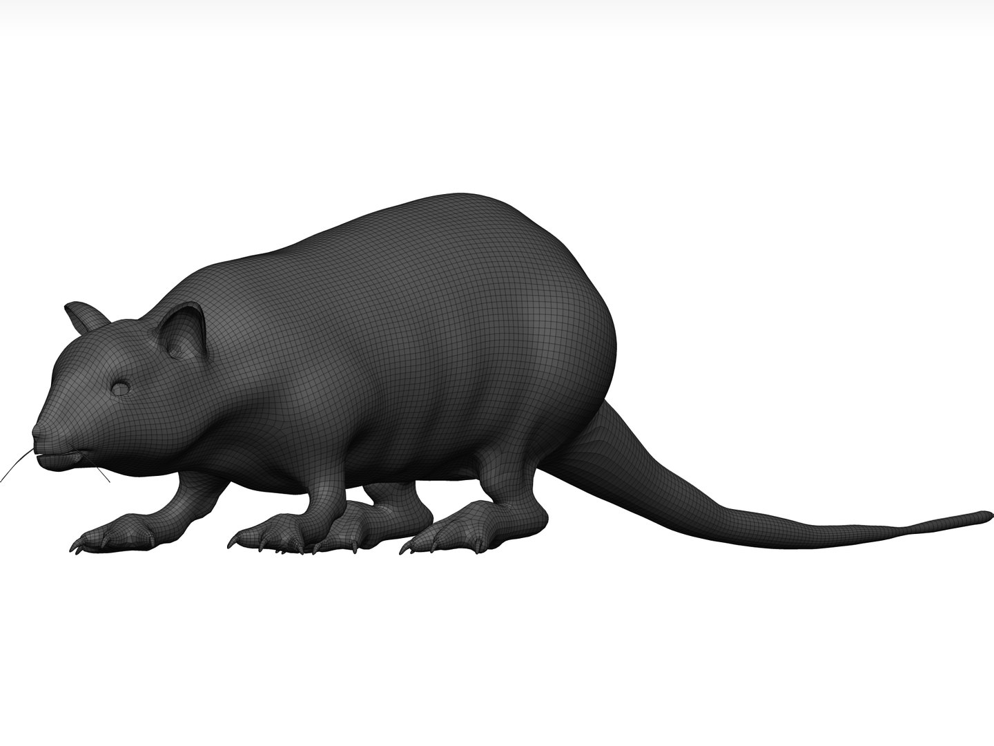 Rat Stl 3D - TurboSquid 1774289
