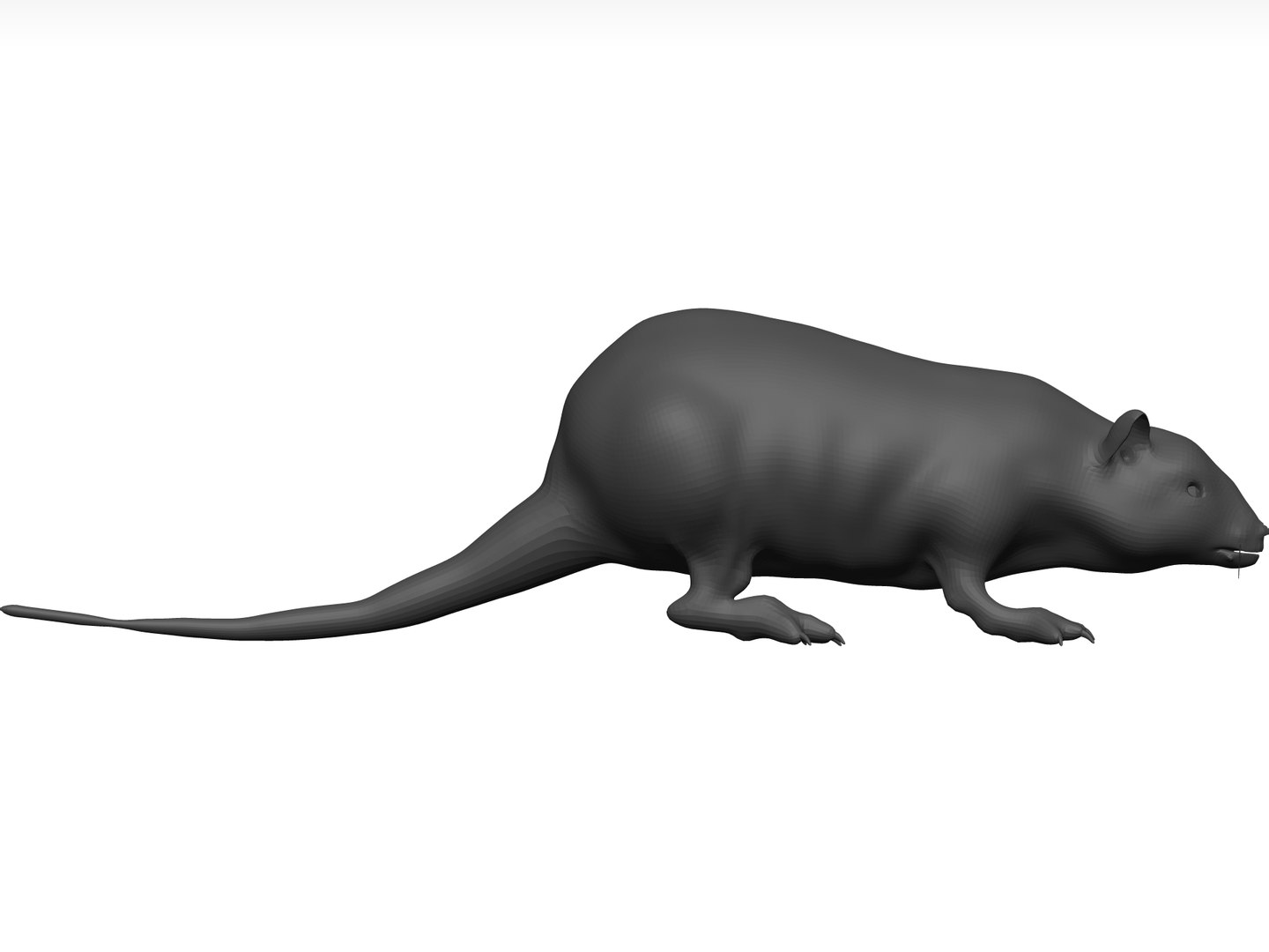 Rat Stl 3D - TurboSquid 1774289