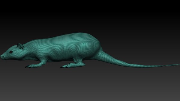 Rat Stl 3D - TurboSquid 1774289