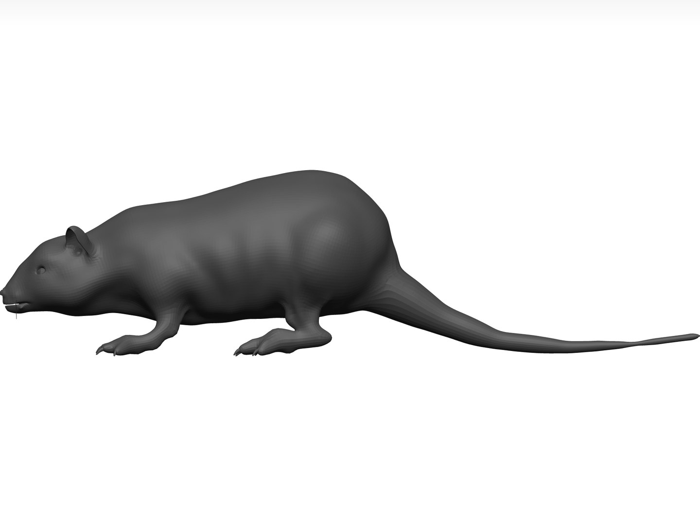Rat Stl 3D - TurboSquid 1774289