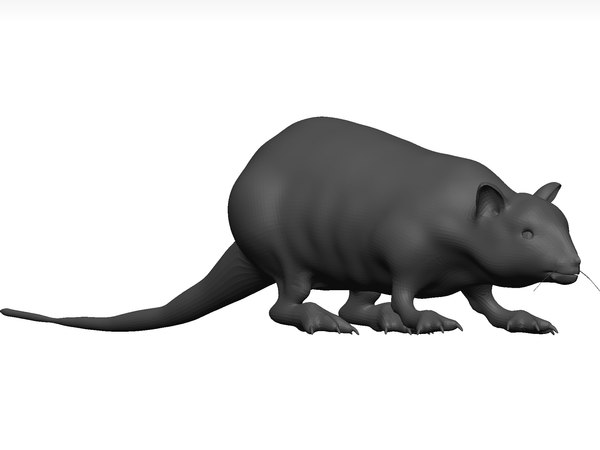 Rat STL Models for Download | TurboSquid