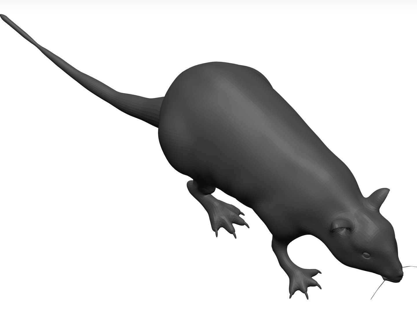 Rat Stl 3D - TurboSquid 1774289