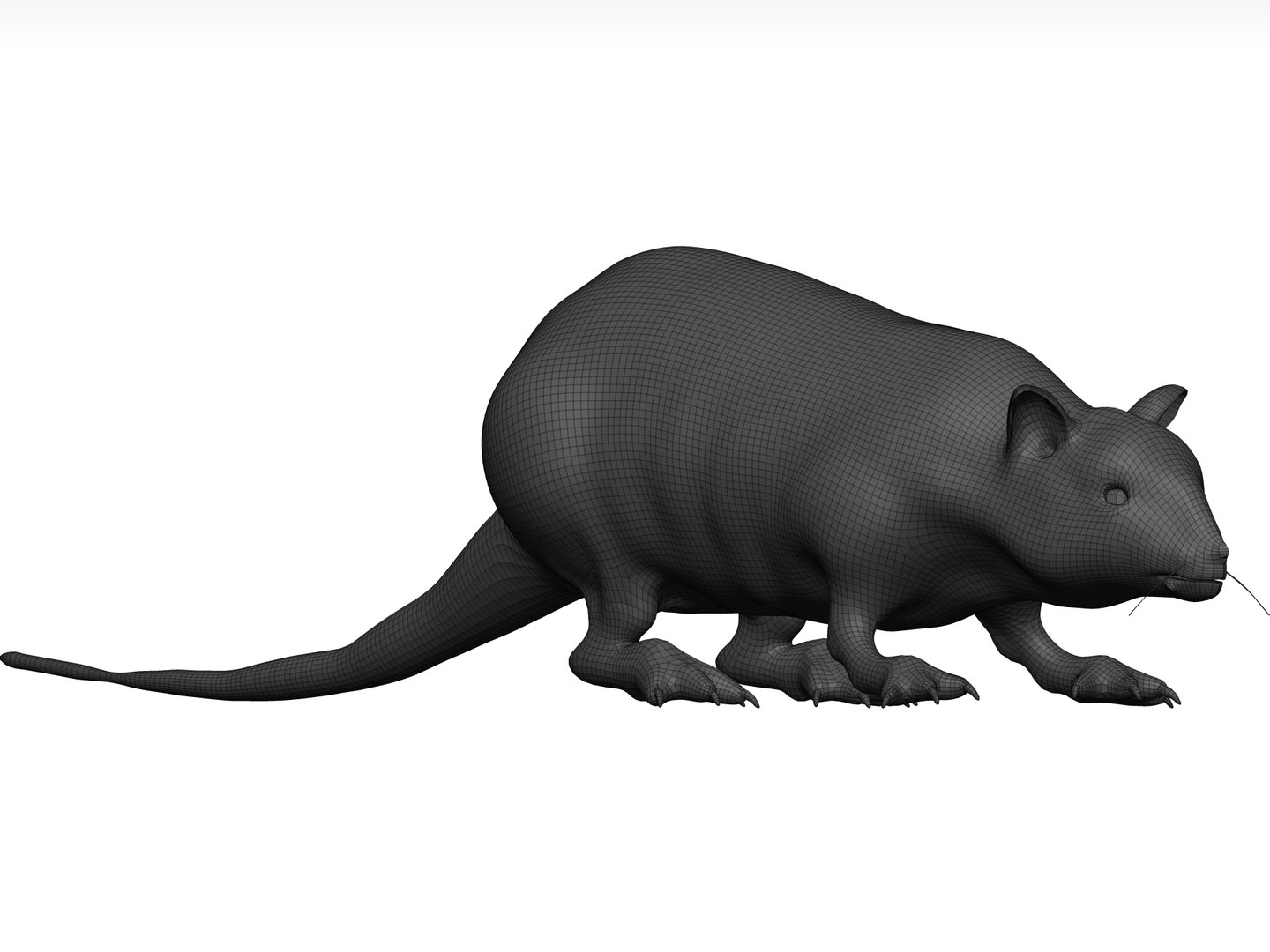 Rat Stl 3D - TurboSquid 1774289