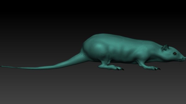 Rat Stl 3D - TurboSquid 1774289