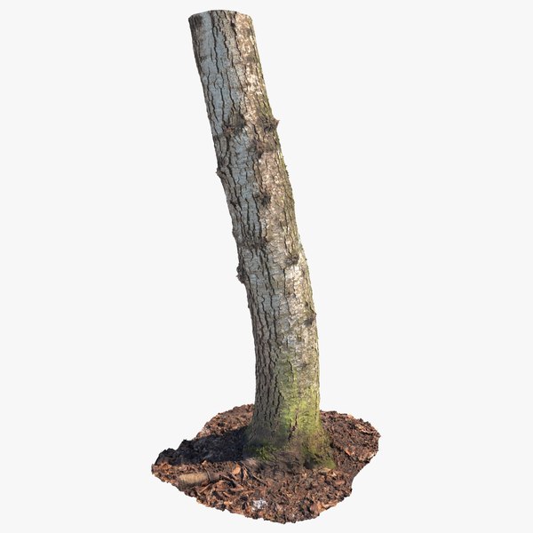 Tree Trunk 3D Models for Download | TurboSquid