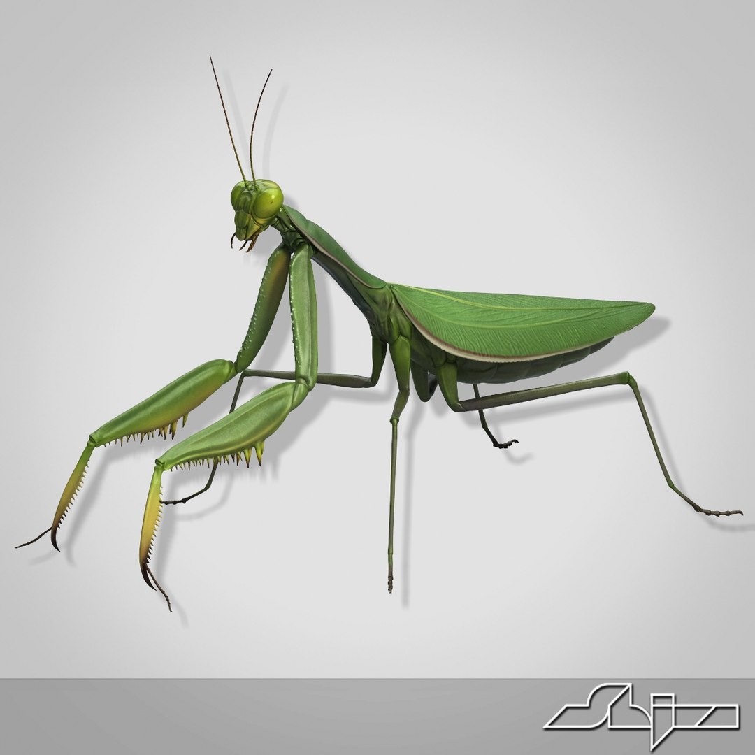 Maya Mantis Religiosa 1