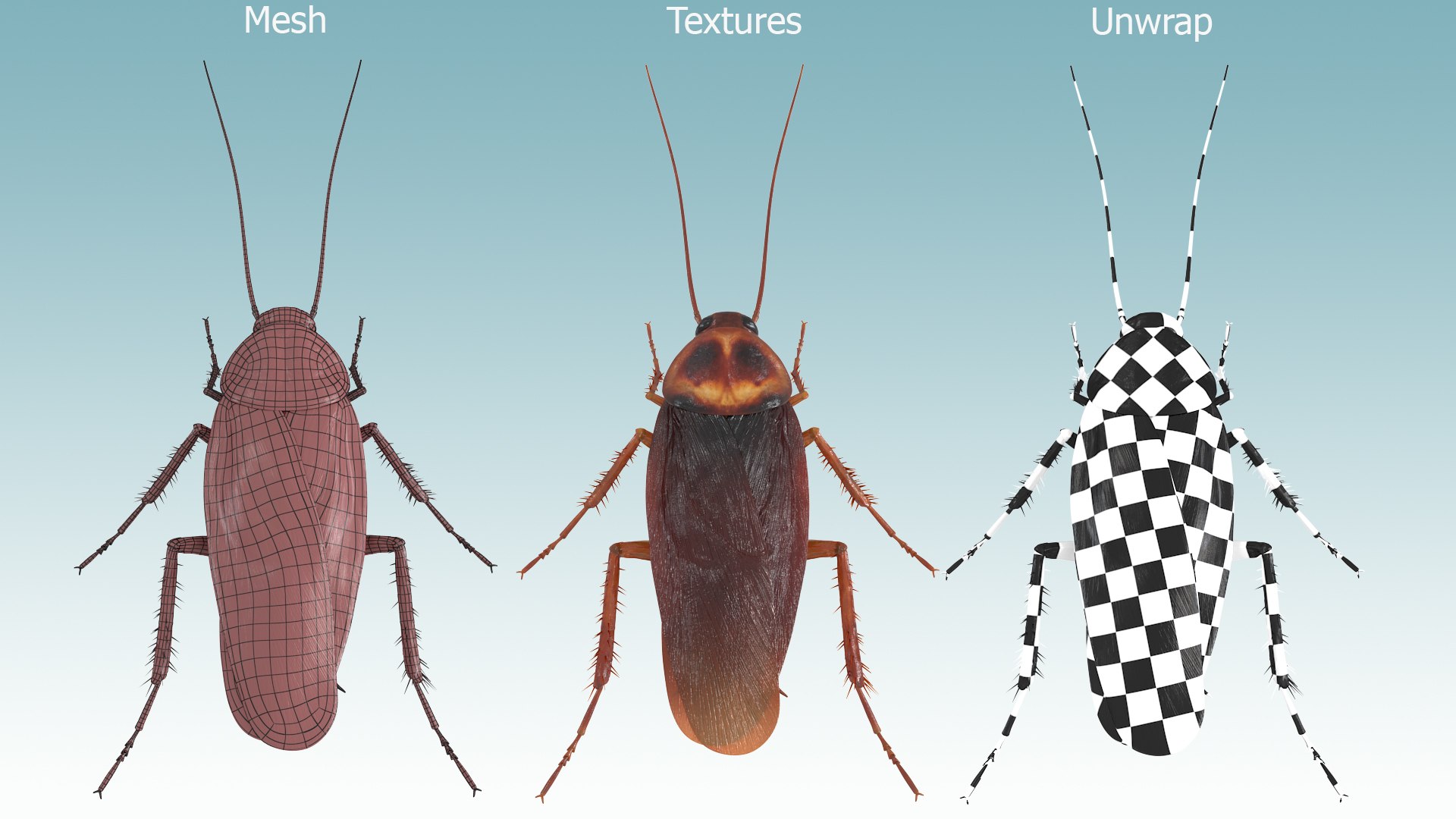 Realistic Cockroach Fur 3D Model - TurboSquid 2384829