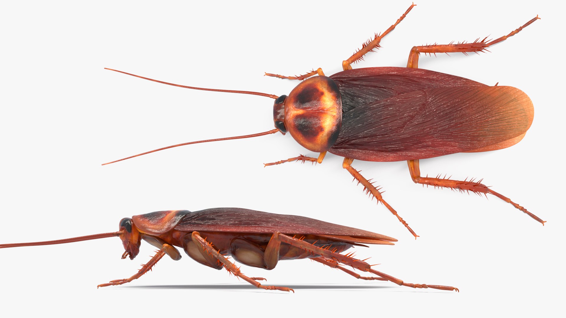 Realistic Cockroach Fur 3D Model - TurboSquid 2384829