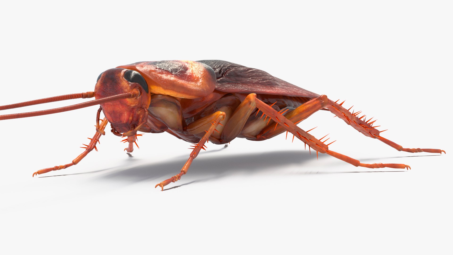 Realistic Cockroach Fur 3D Model - TurboSquid 2384829