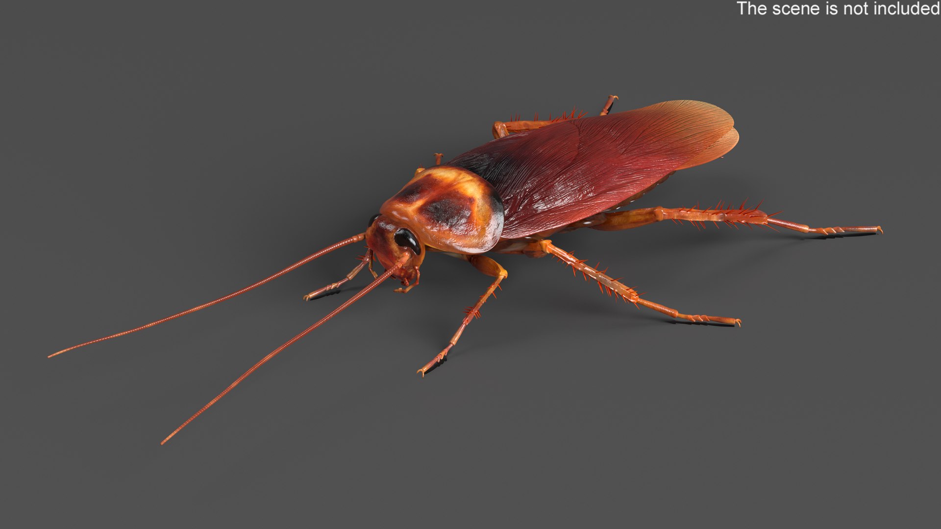 Realistic Cockroach Fur 3D Model - TurboSquid 2384829