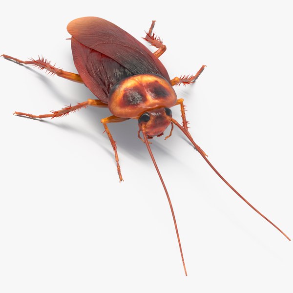 3D модель Реалистичный мех таракана - TurboSquid 2384829