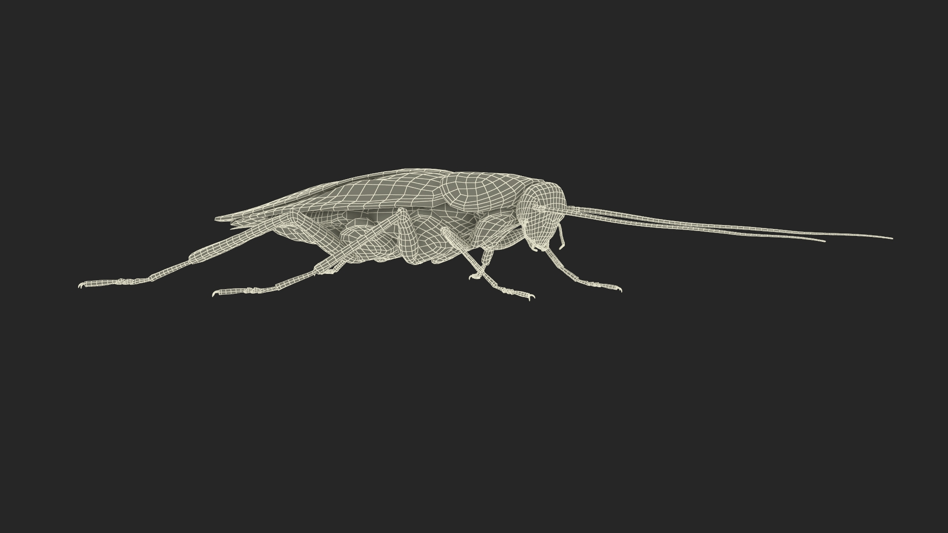 Realistic Cockroach Fur 3D Model - TurboSquid 2384829