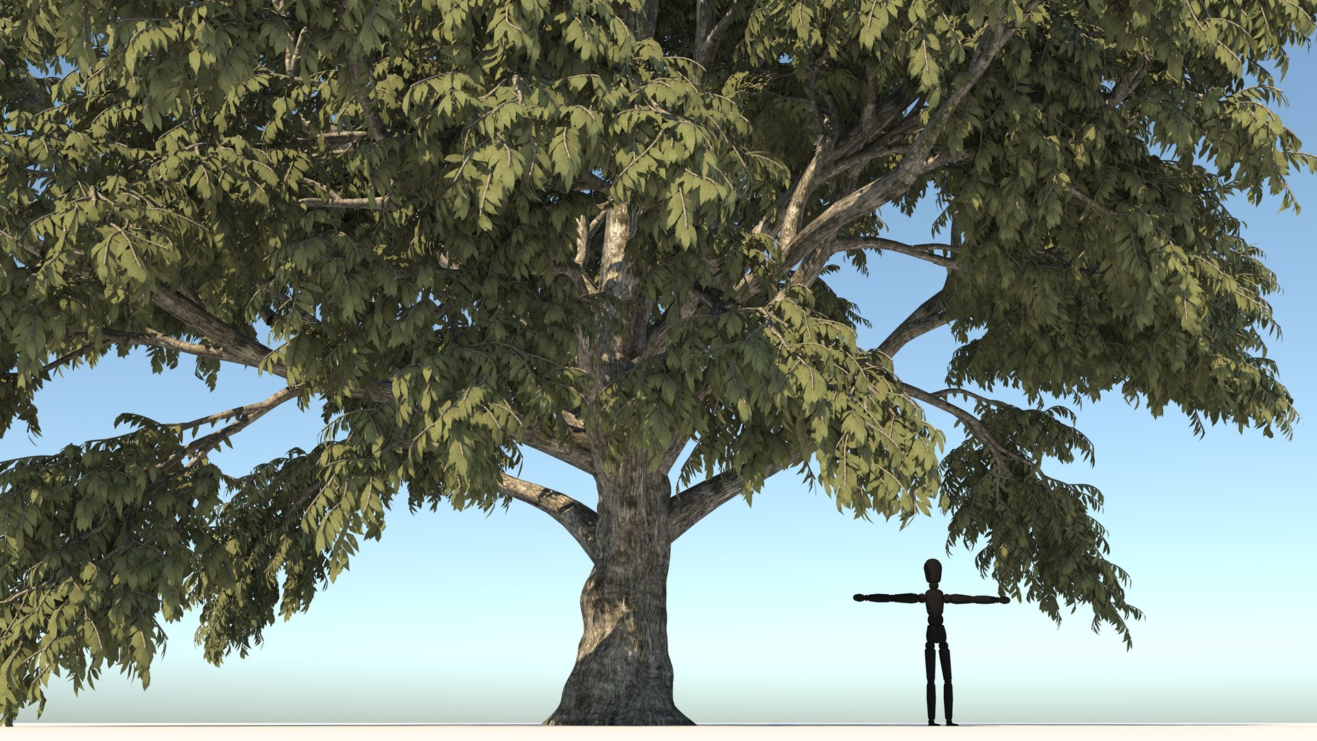 Realistic Cork Tree Leaves 3D - TurboSquid 1671225