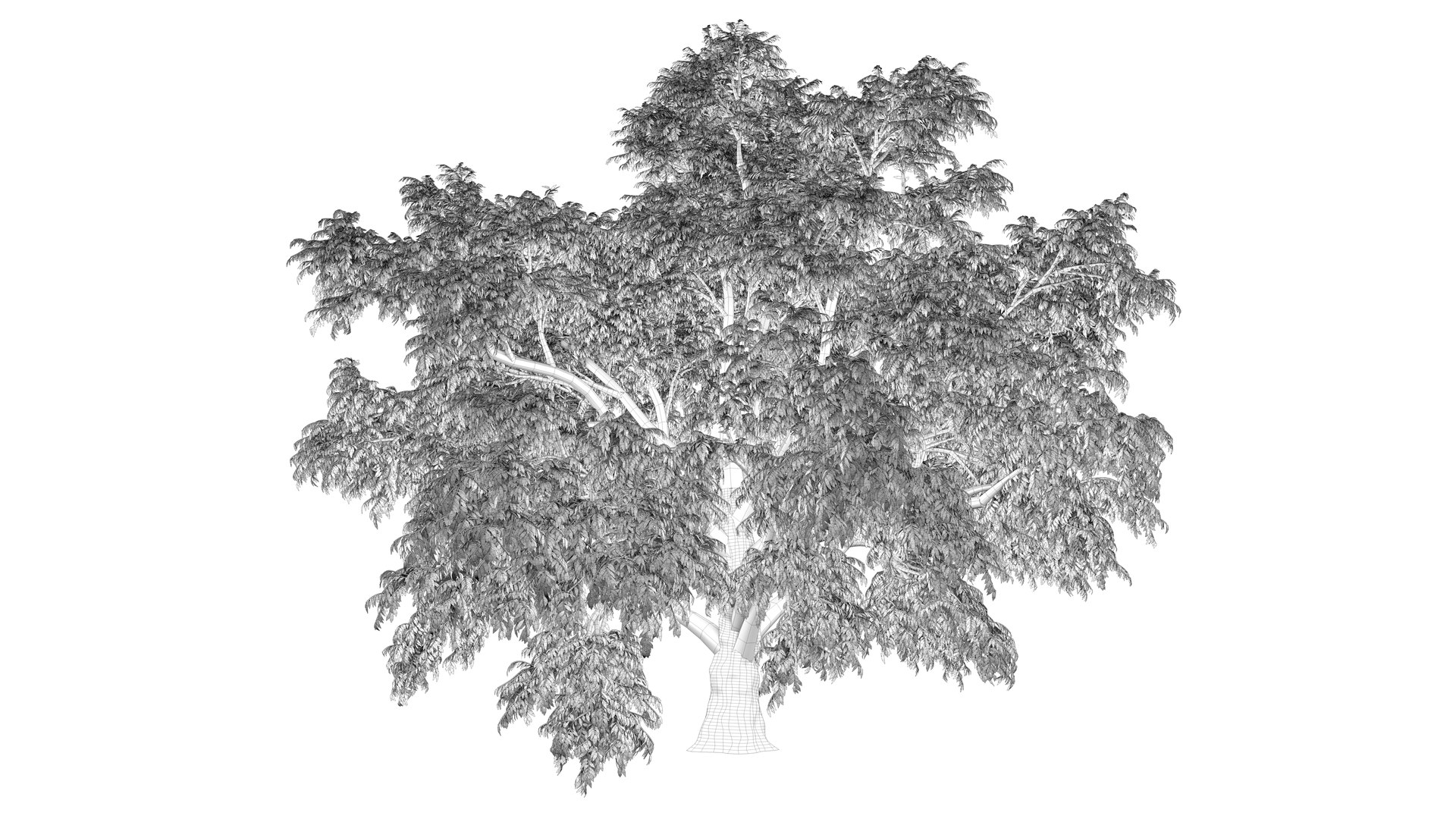Realistic Cork Tree Leaves 3D - TurboSquid 1671225