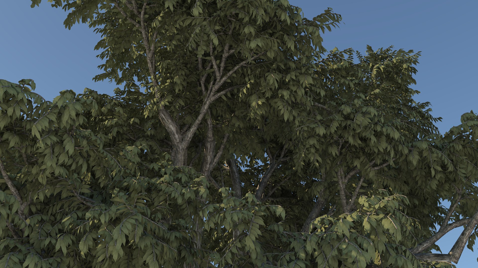 Realistic Cork Tree Leaves 3D - TurboSquid 1671225