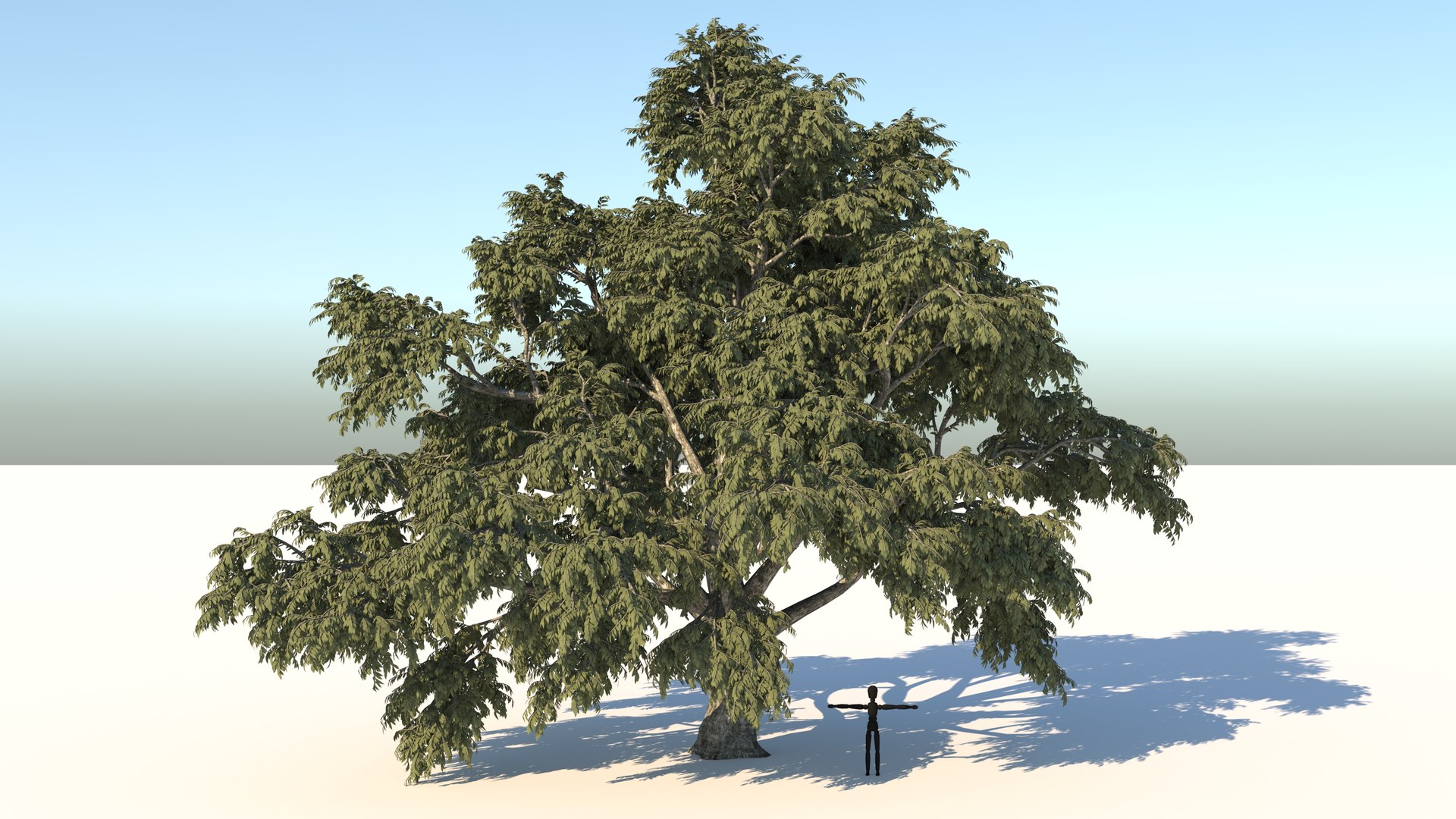 Realistic Cork Tree Leaves 3D - TurboSquid 1671225