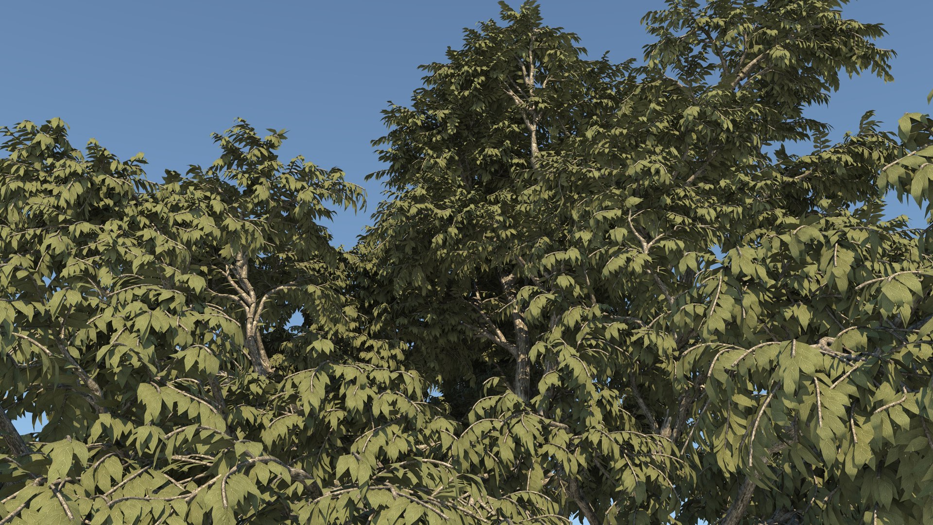 Realistic Cork Tree Leaves 3D - TurboSquid 1671225