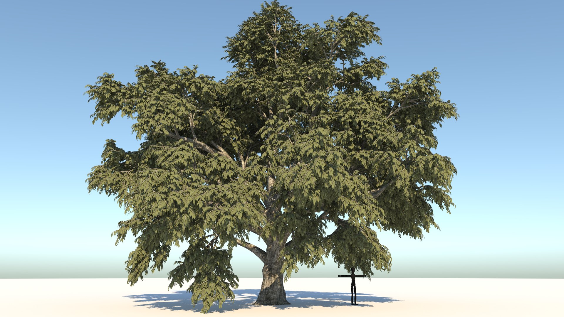 Realistic Cork Tree Leaves 3D - TurboSquid 1671225