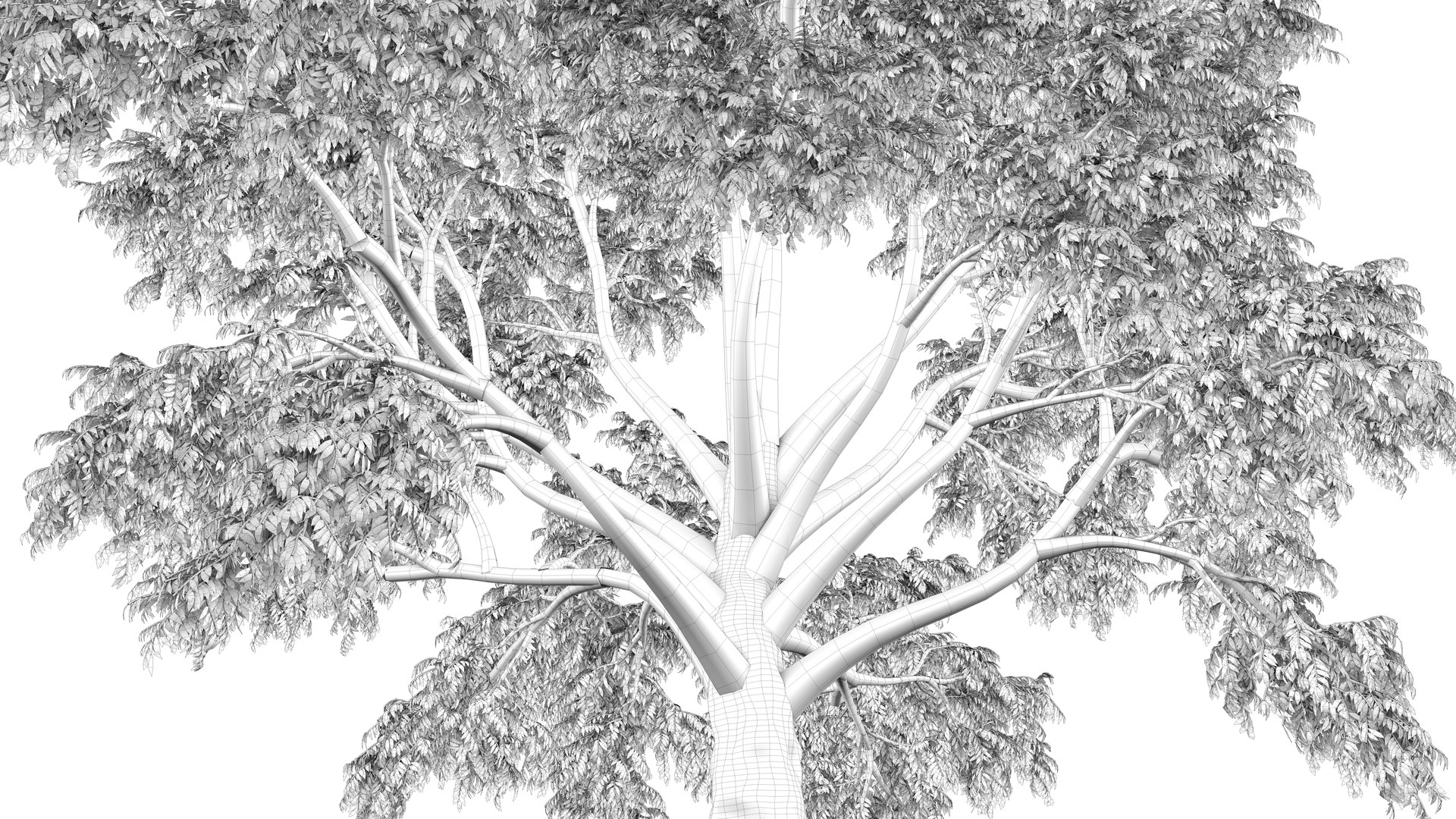 Realistic Cork Tree Leaves 3D - TurboSquid 1671225