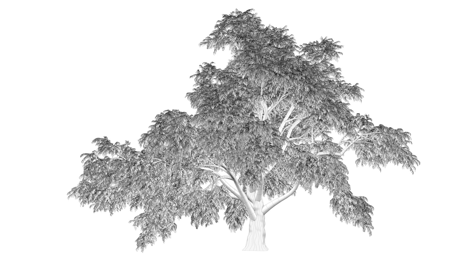Realistic Cork Tree Leaves 3D - TurboSquid 1671225