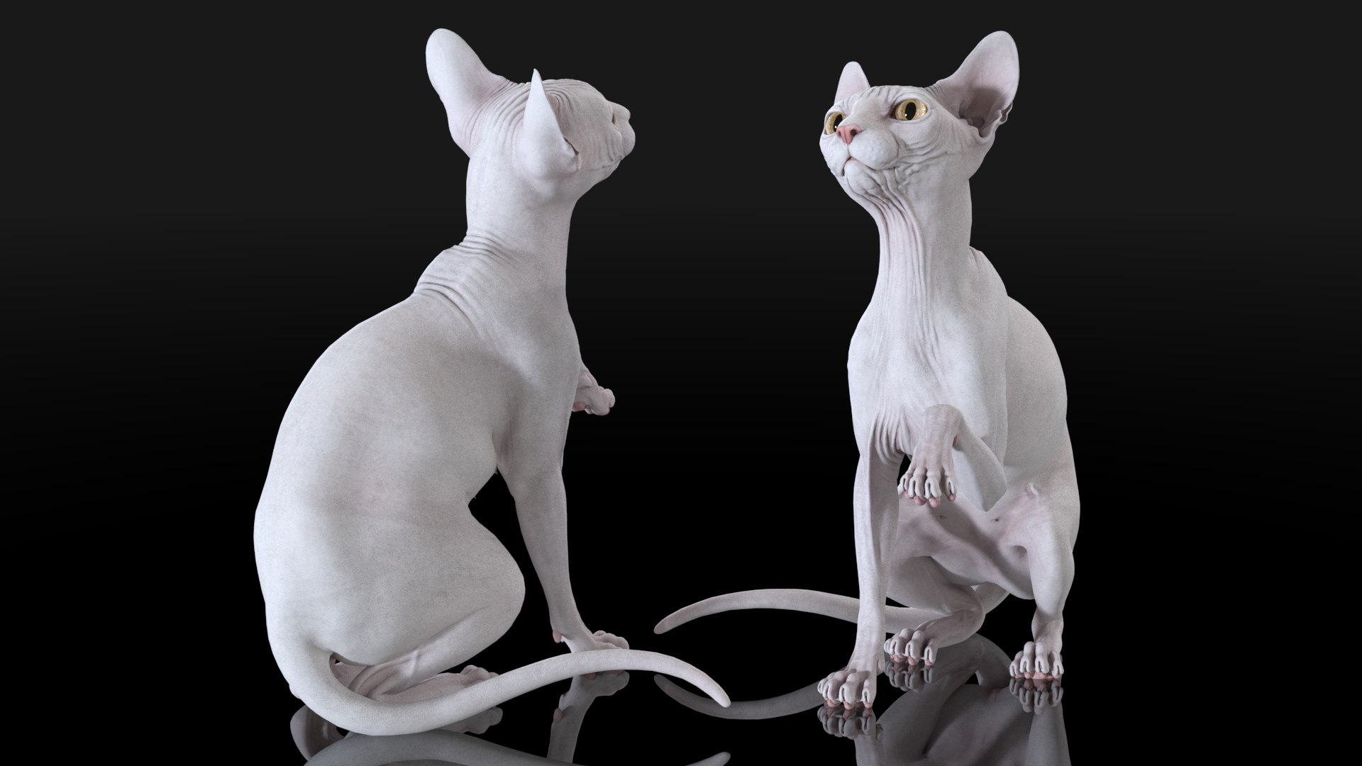 Sphynx Cat Sitting Pose 3D Model - TurboSquid 1662890
