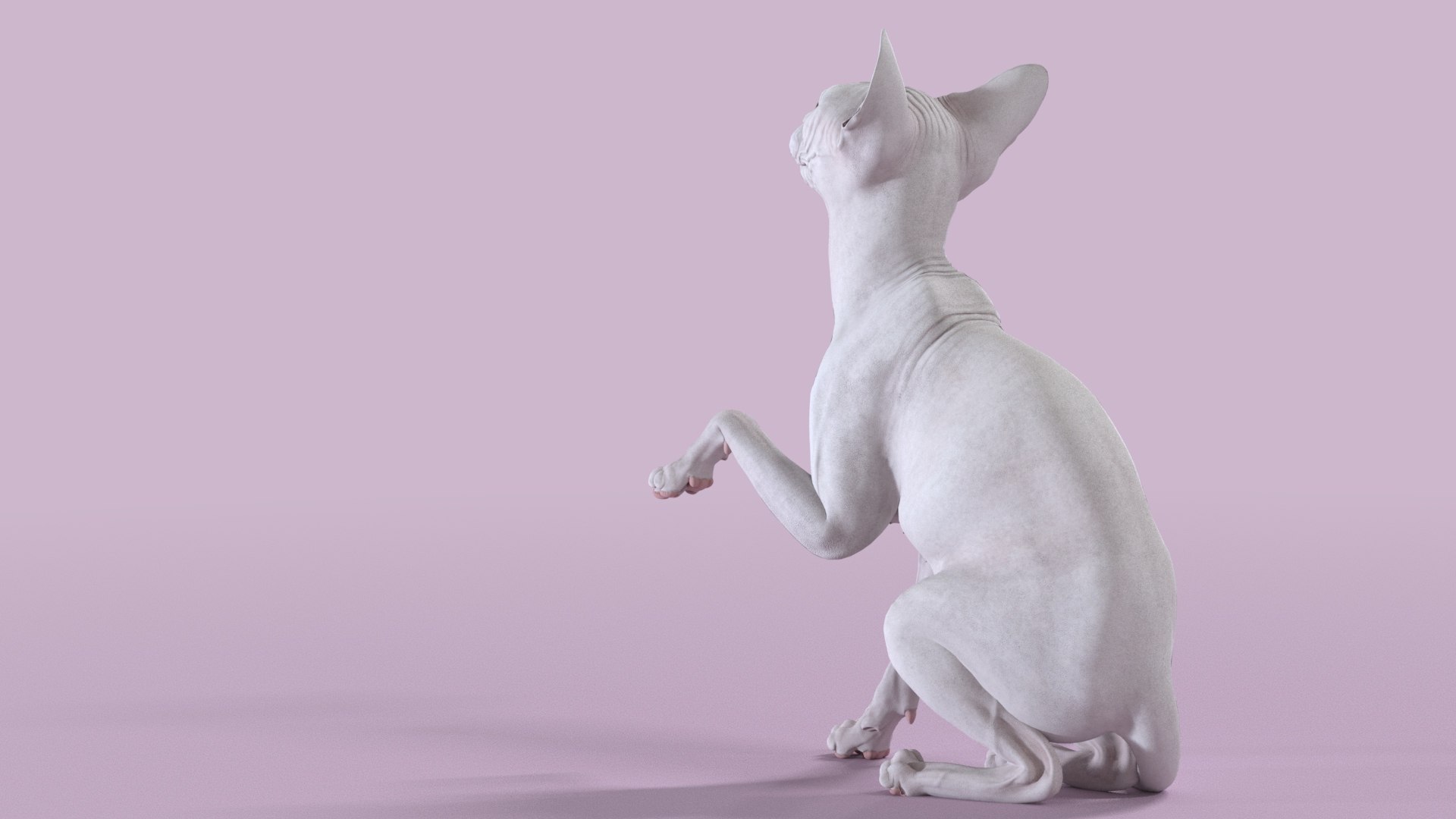 Sphynx Cat Sitting Pose 3D Model - TurboSquid 1662890