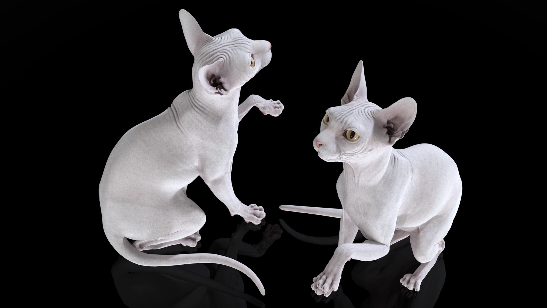 Sphynx Cat Sitting Pose 3D Model - TurboSquid 1662890