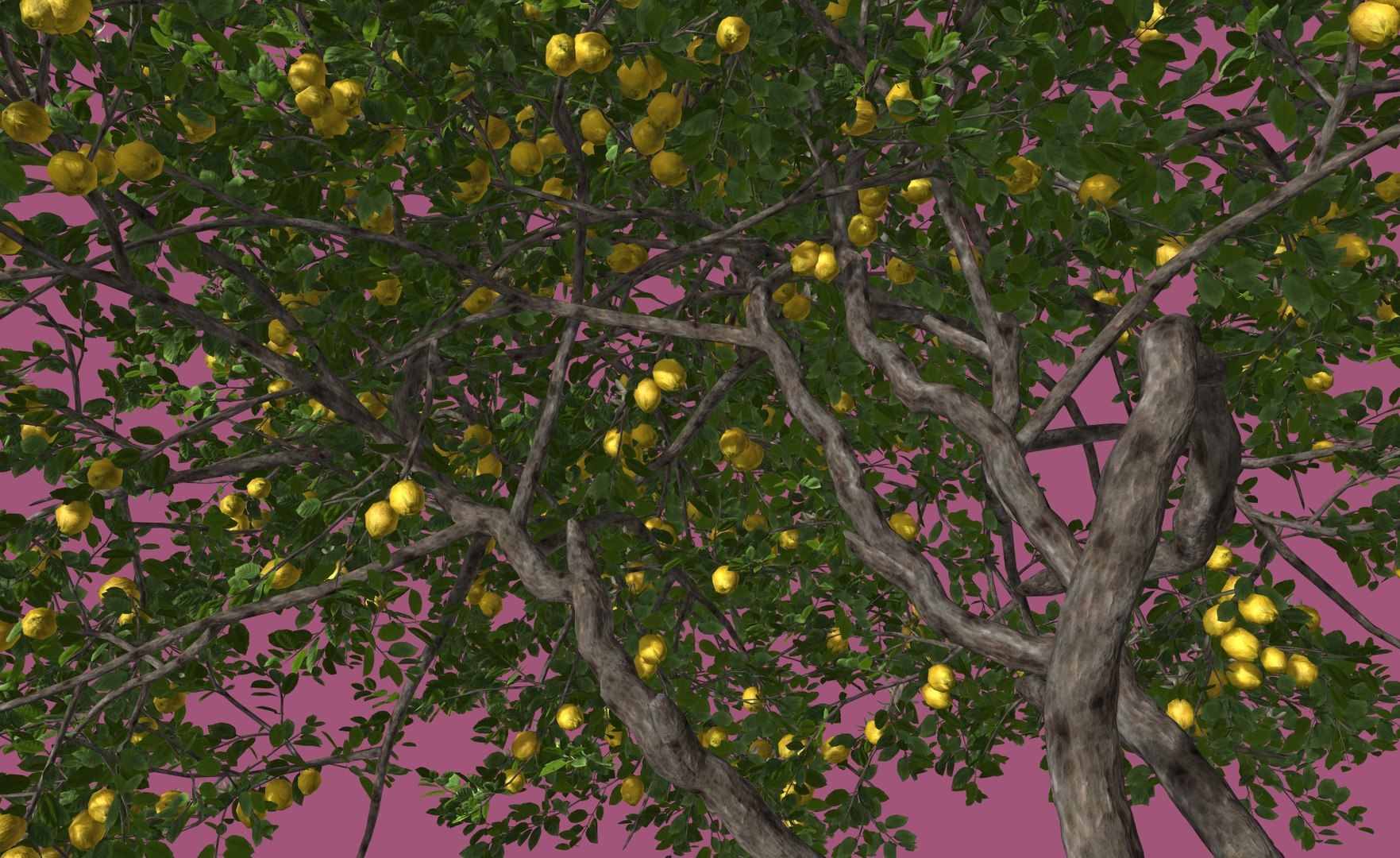 3D Model Lemon Fruit Tree - TurboSquid 1401957