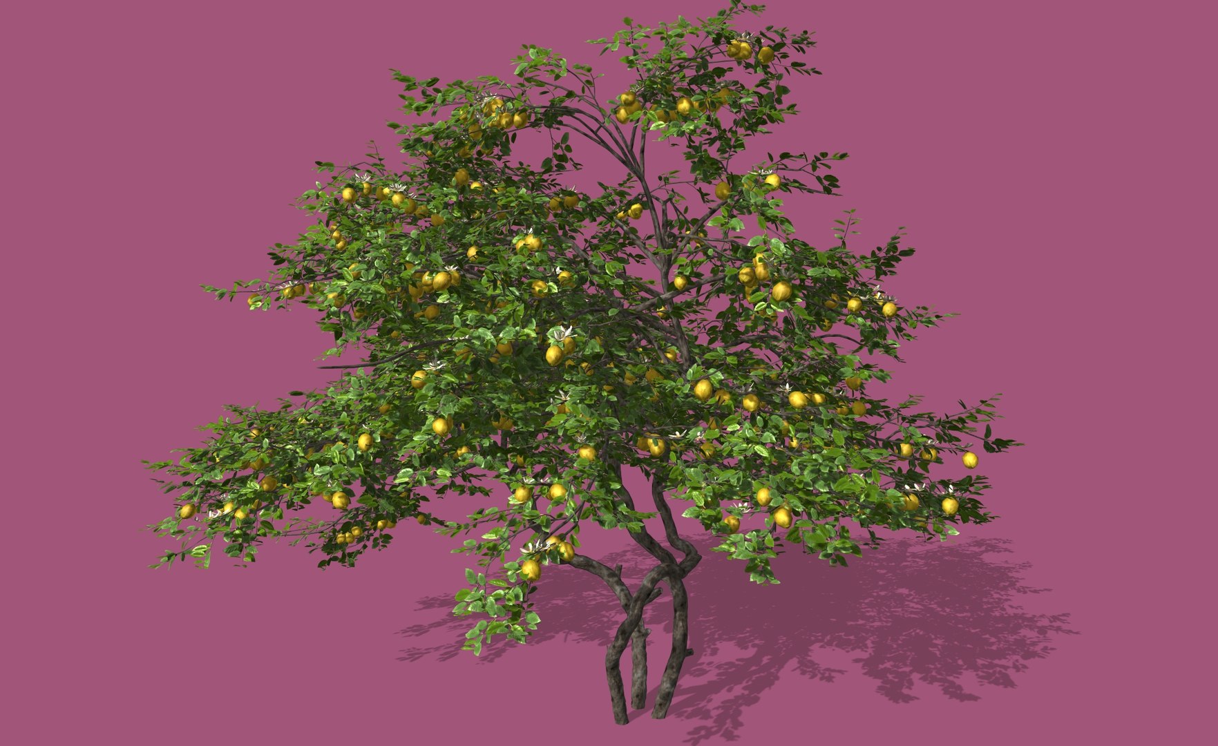 3D Model Lemon Fruit Tree - TurboSquid 1401957