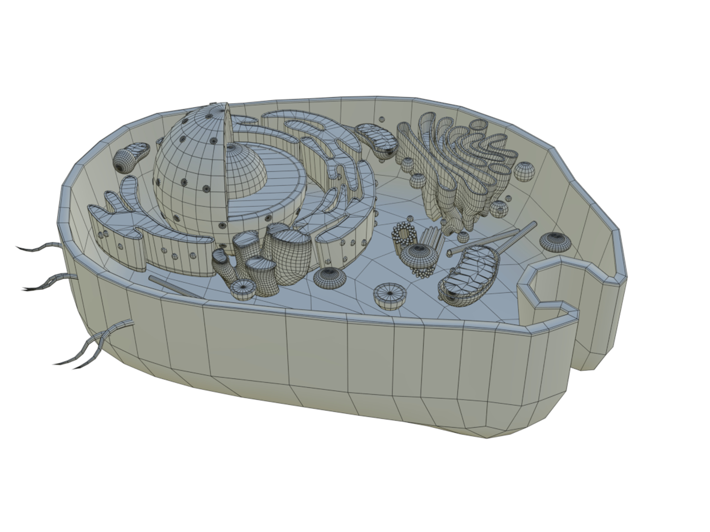 3D Animal Cells Model - TurboSquid 1653074
