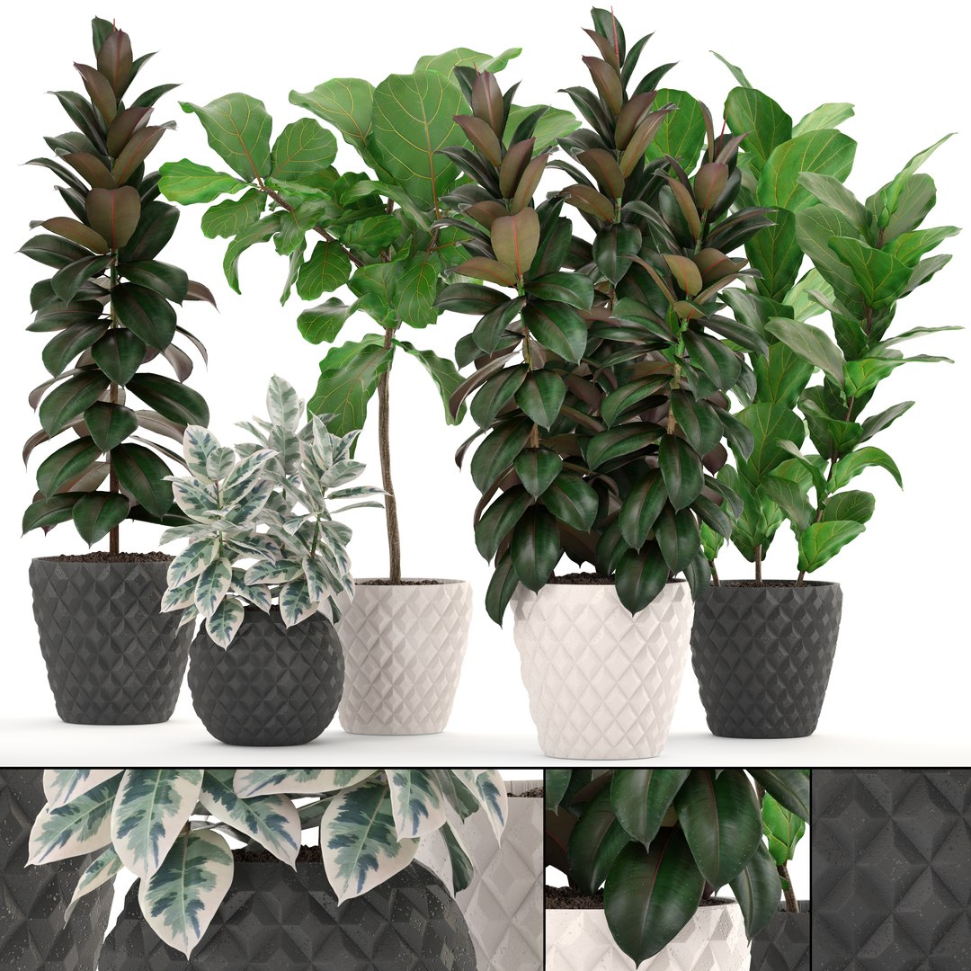 Ficus Trees 3D Model - TurboSquid 1276420