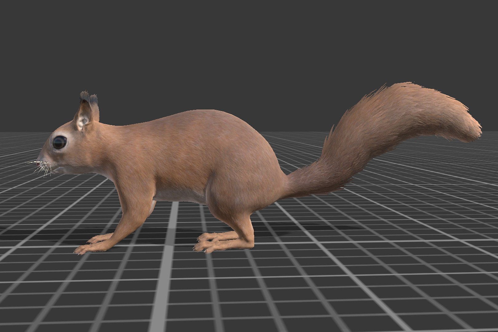 3D Squirrel - TurboSquid 2132863