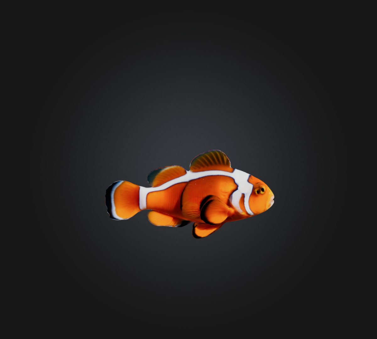 Clownfish Model - TurboSquid 2284959