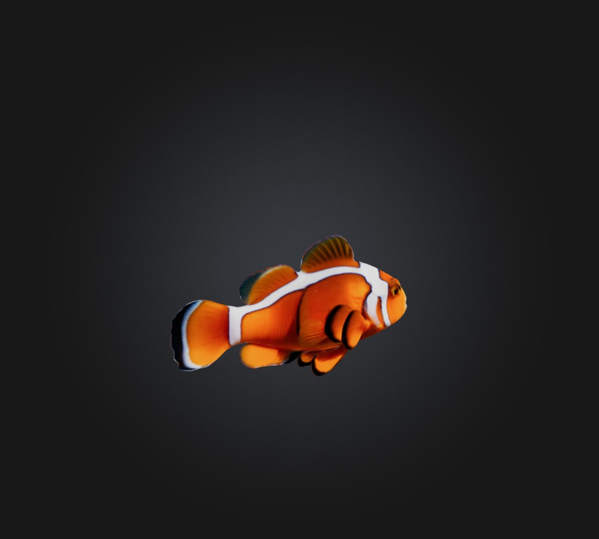 Clownfish Model - TurboSquid 2284959