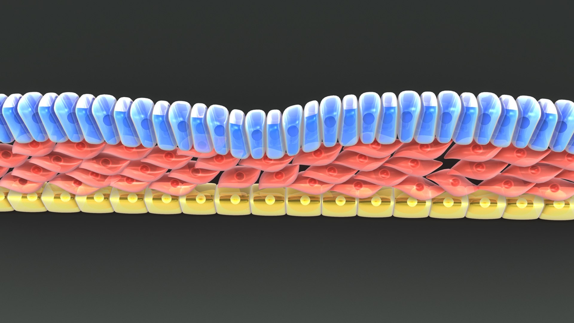 3d Model Of Definitive Endoderm Mesoderm