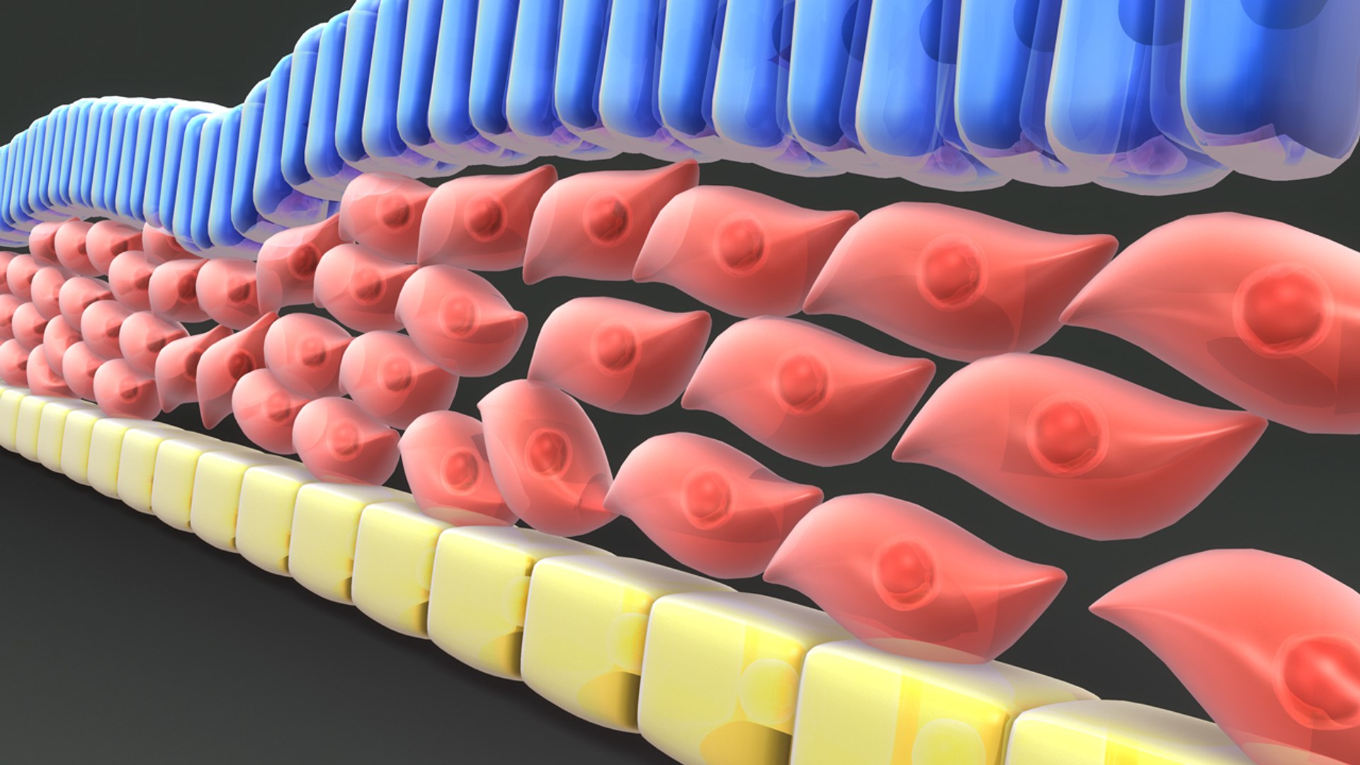 3d Model Of Definitive Endoderm Mesoderm