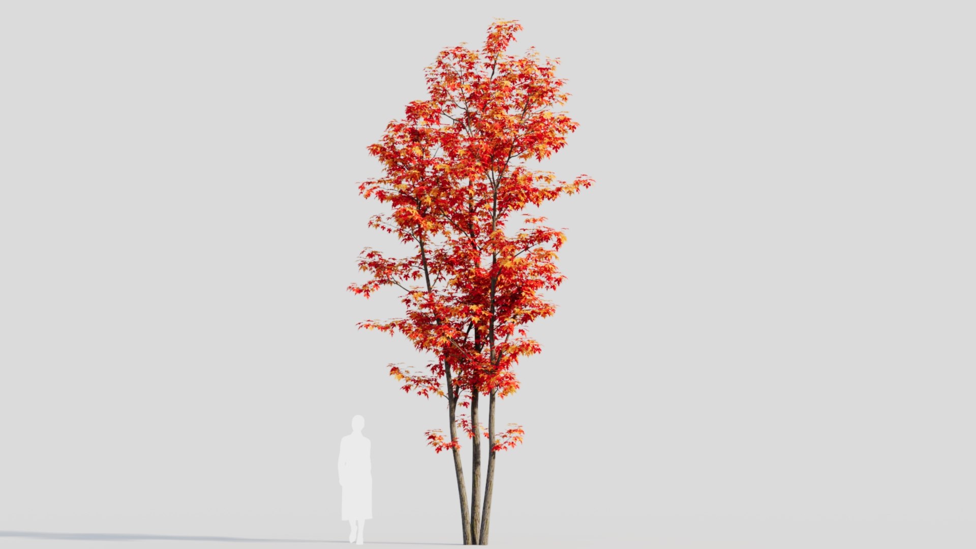 Acer Saccharinum D 3D Model - TurboSquid 2259207