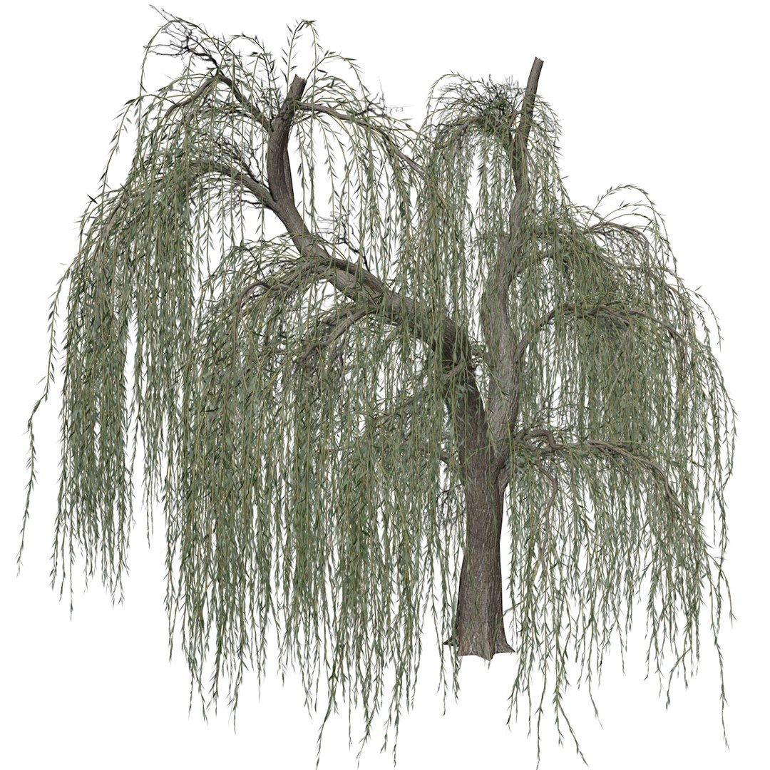 Weeping Willow Tree - 06 - 3D Model - TurboSquid 2377875