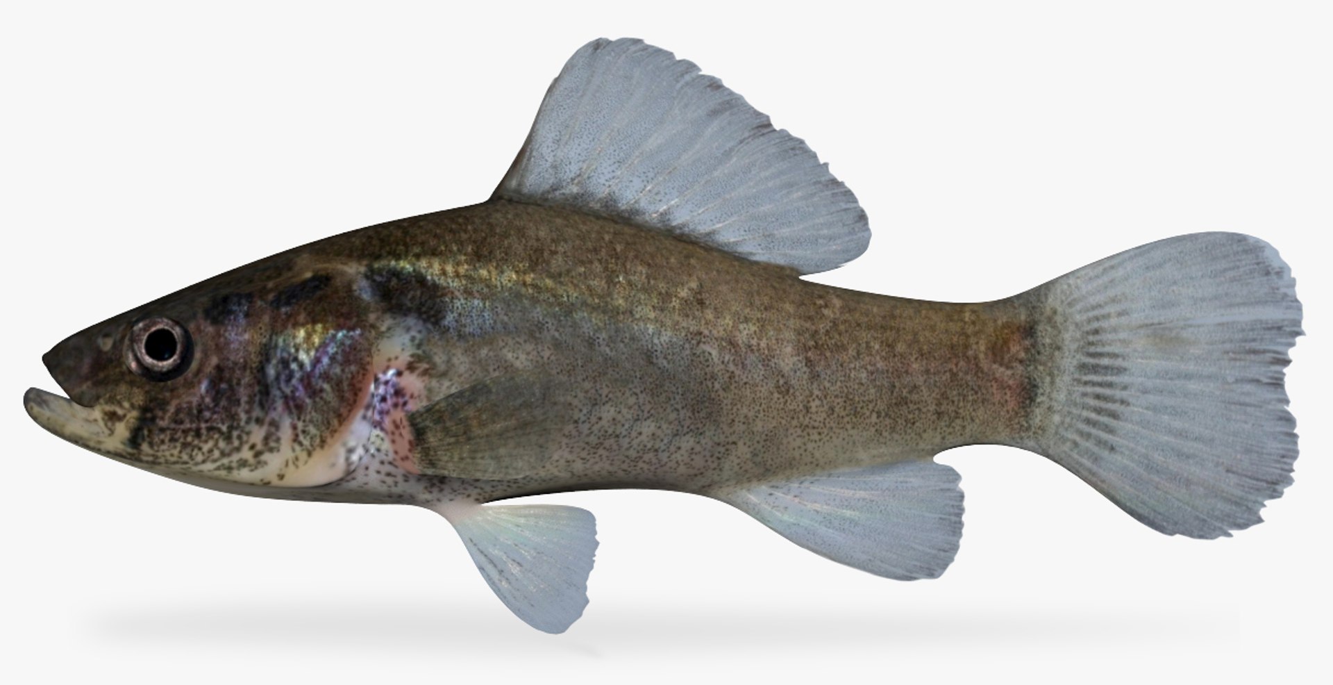 Aphredoderus sayanus pirate perch 3D model - TurboSquid 1258812